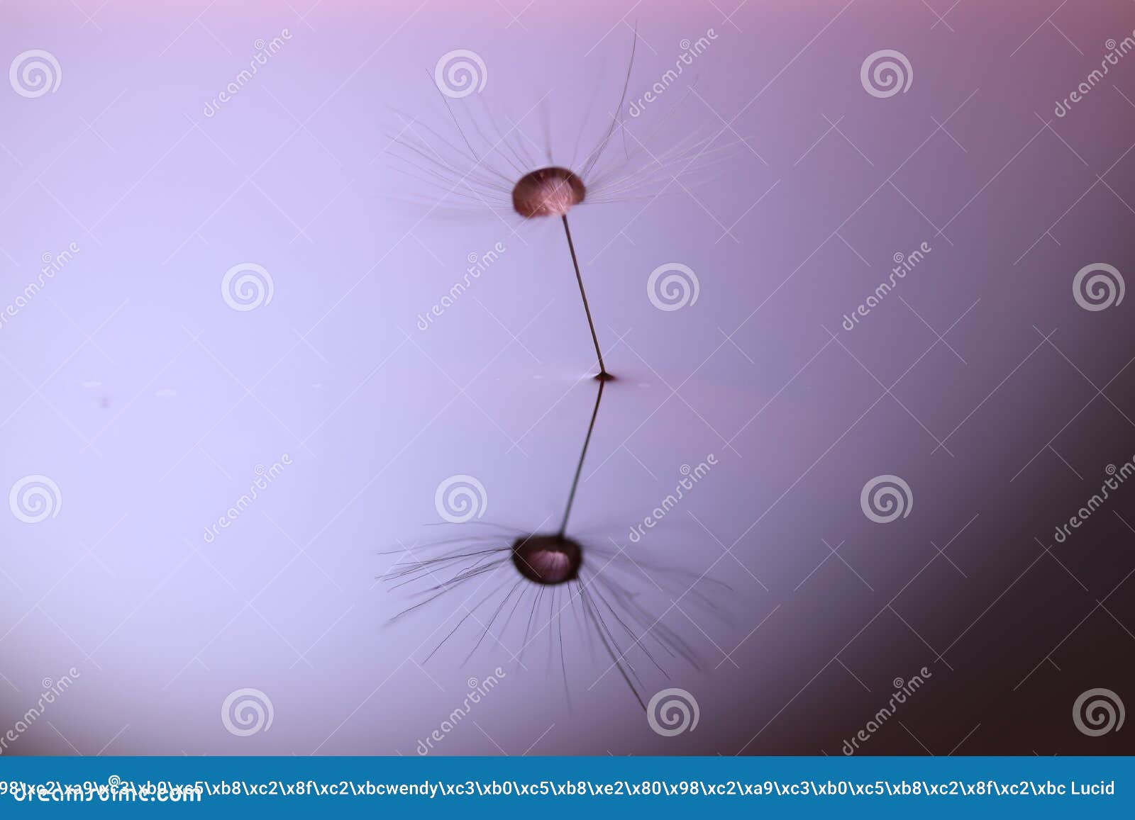 Dandelion Thread of Dandelion Clocks and Water Drops Stock Image ...