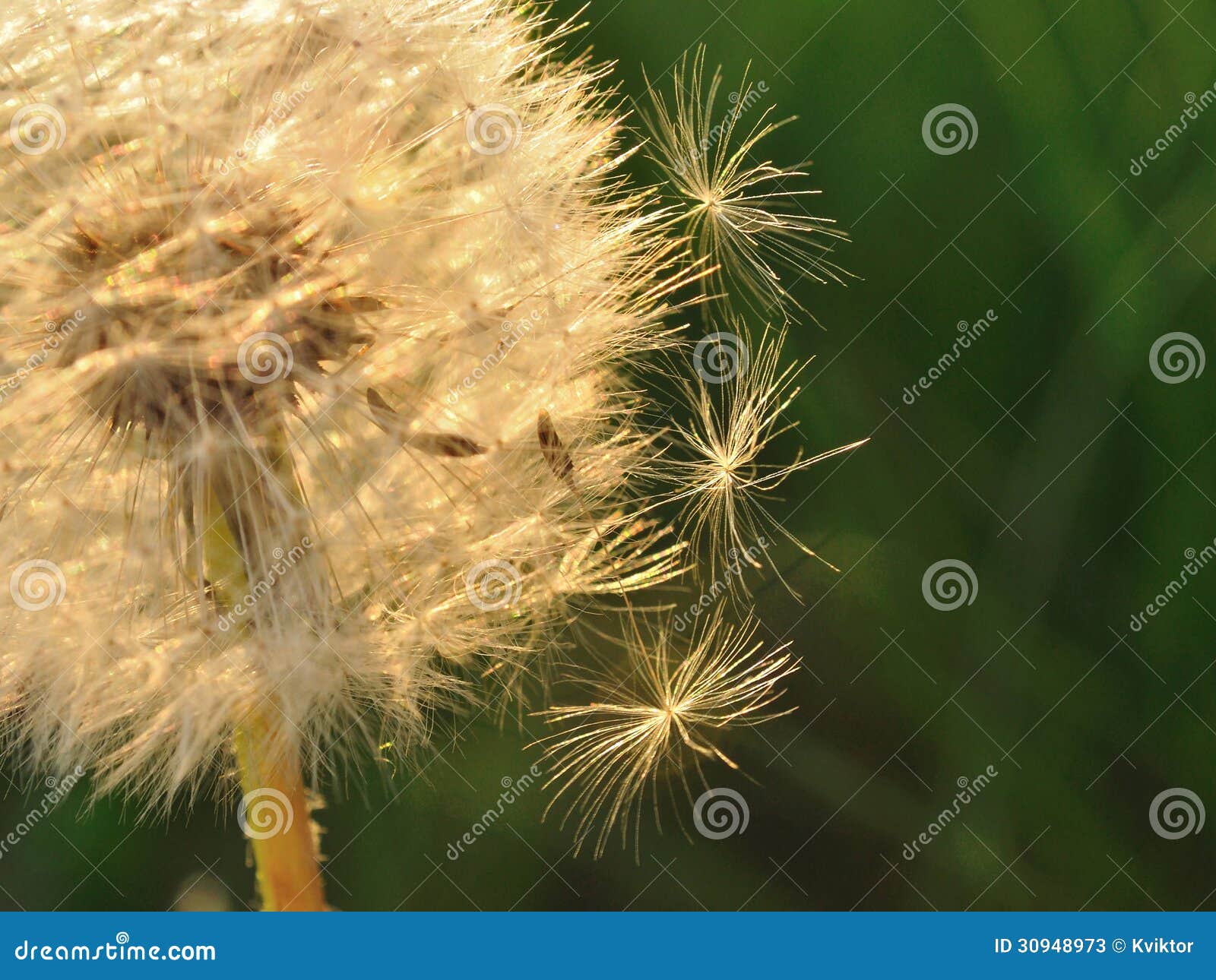 Dandelion with Three Falling Seeds Stock Image - Image of blow ...