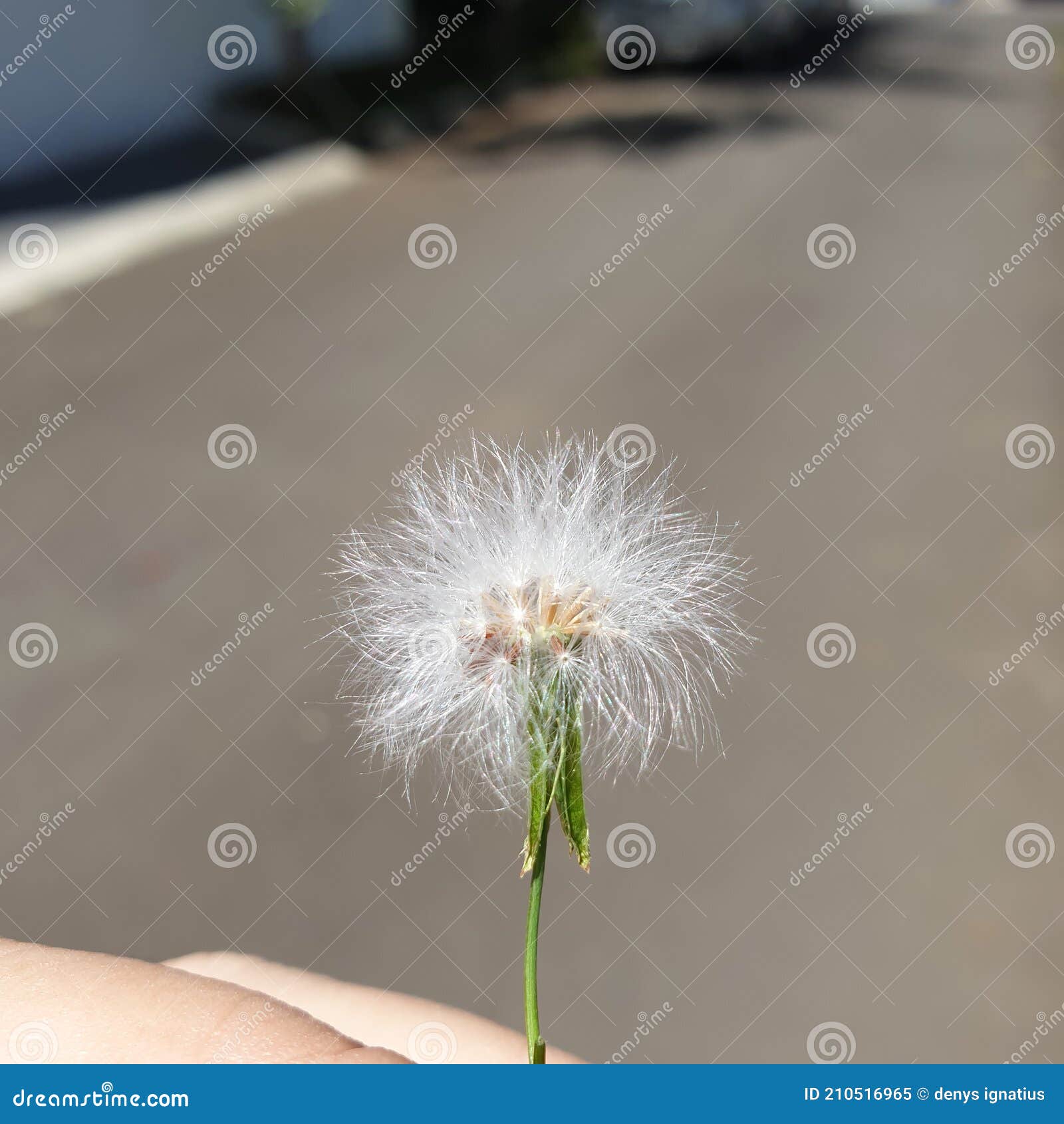 Dandelion to fly stock image. Image of flower, branch - 210516965