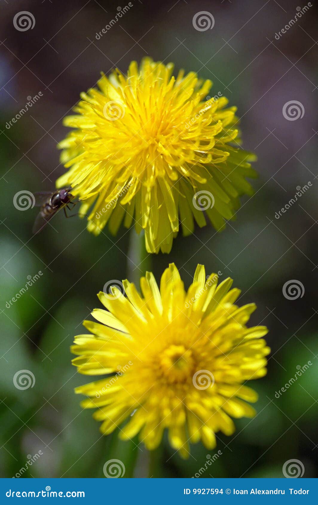 Dandelion twins stock photo. Image of insect, close, dandelion - 9927594