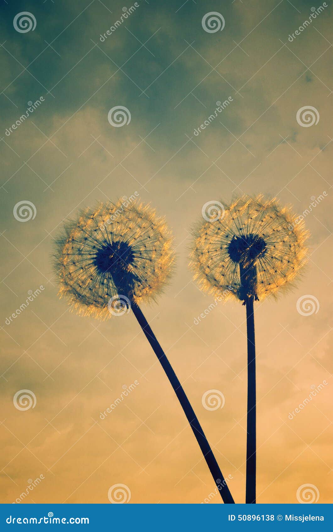 Dandelion stock photo. Image of closeup, blue, love, green - 50896138