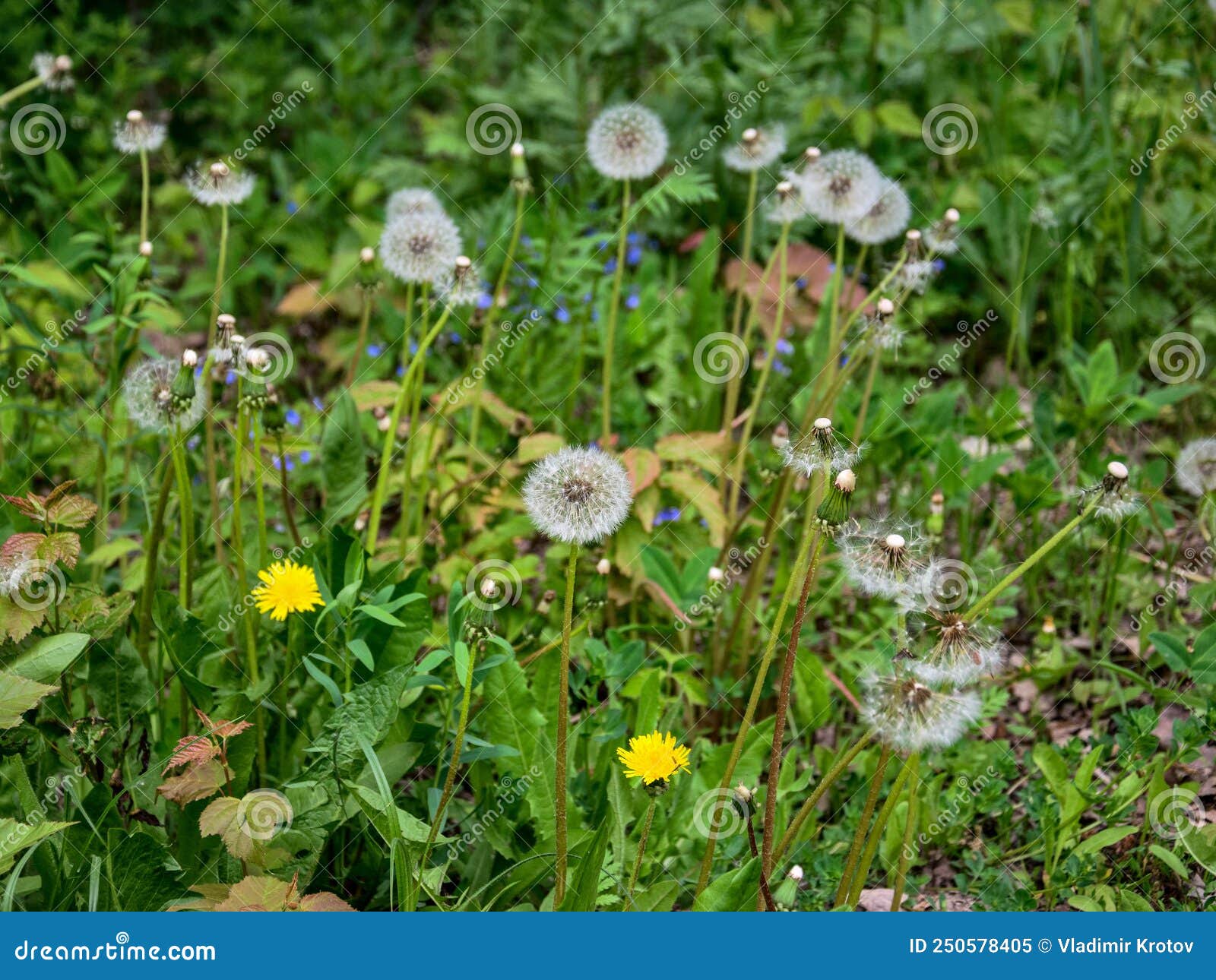 Dandelion in Two Phases of Development in a Meadow Stock Image - Image ...