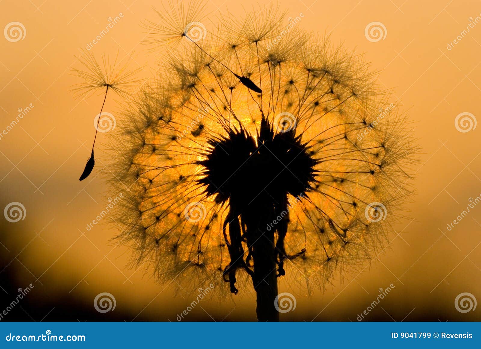 Dandelion under sunset stock image. Image of landscape - 9041799