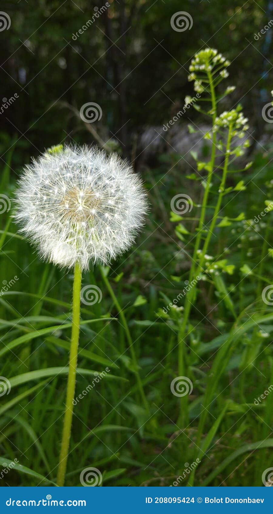 Dandelion in the valley stock photo. Image of grass - 208095424