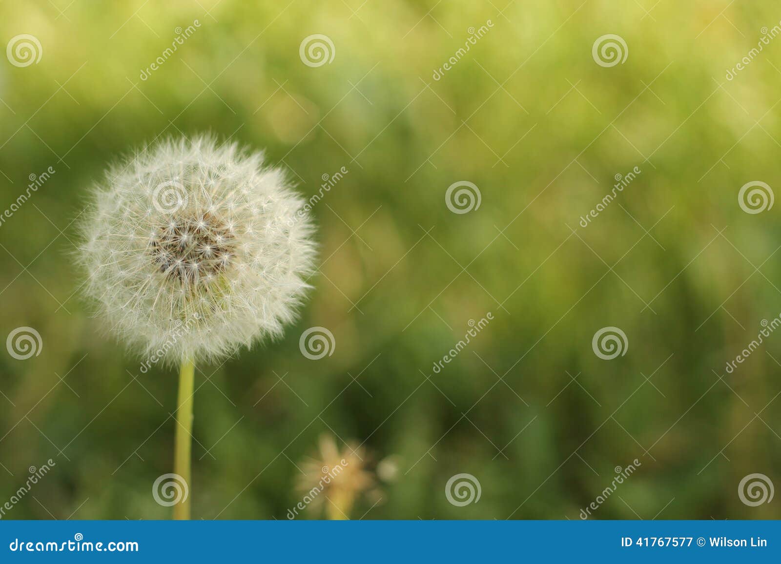 Dandelion Wallpaper HD stock image. Image of nature, flower - 41767577