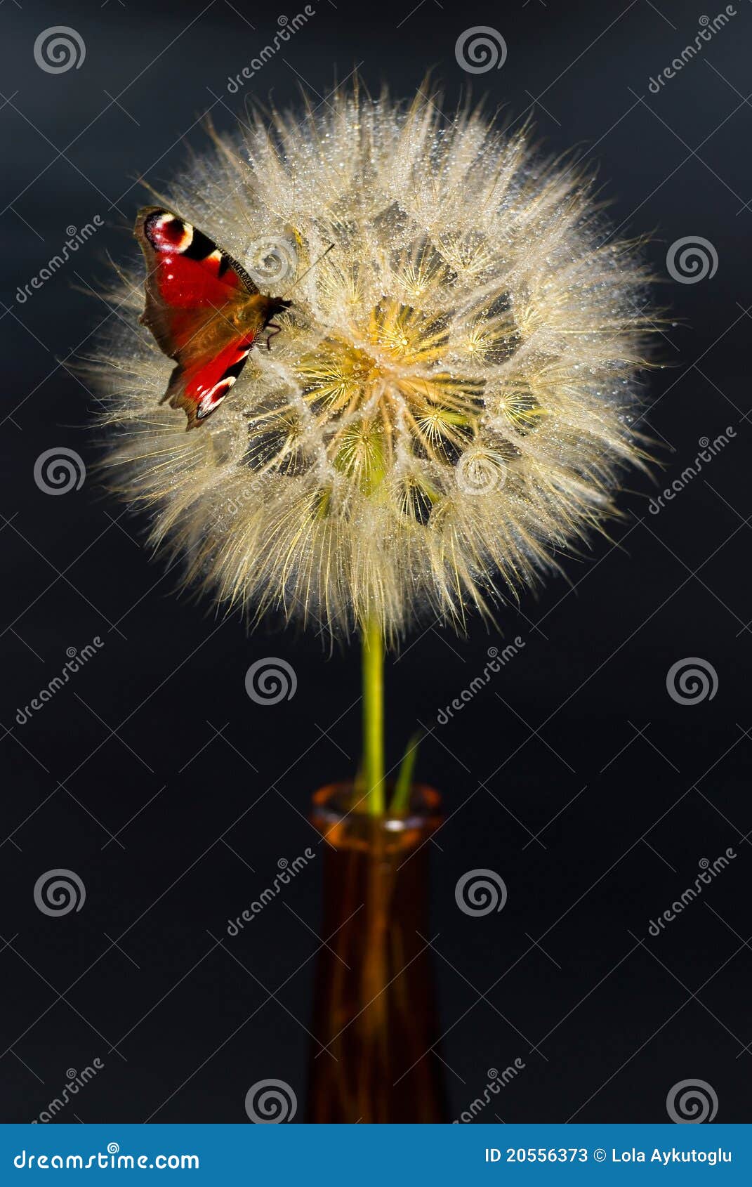 493 Dandelion Dark Red Maroon Background Stock Photos - Free & Royalty ...