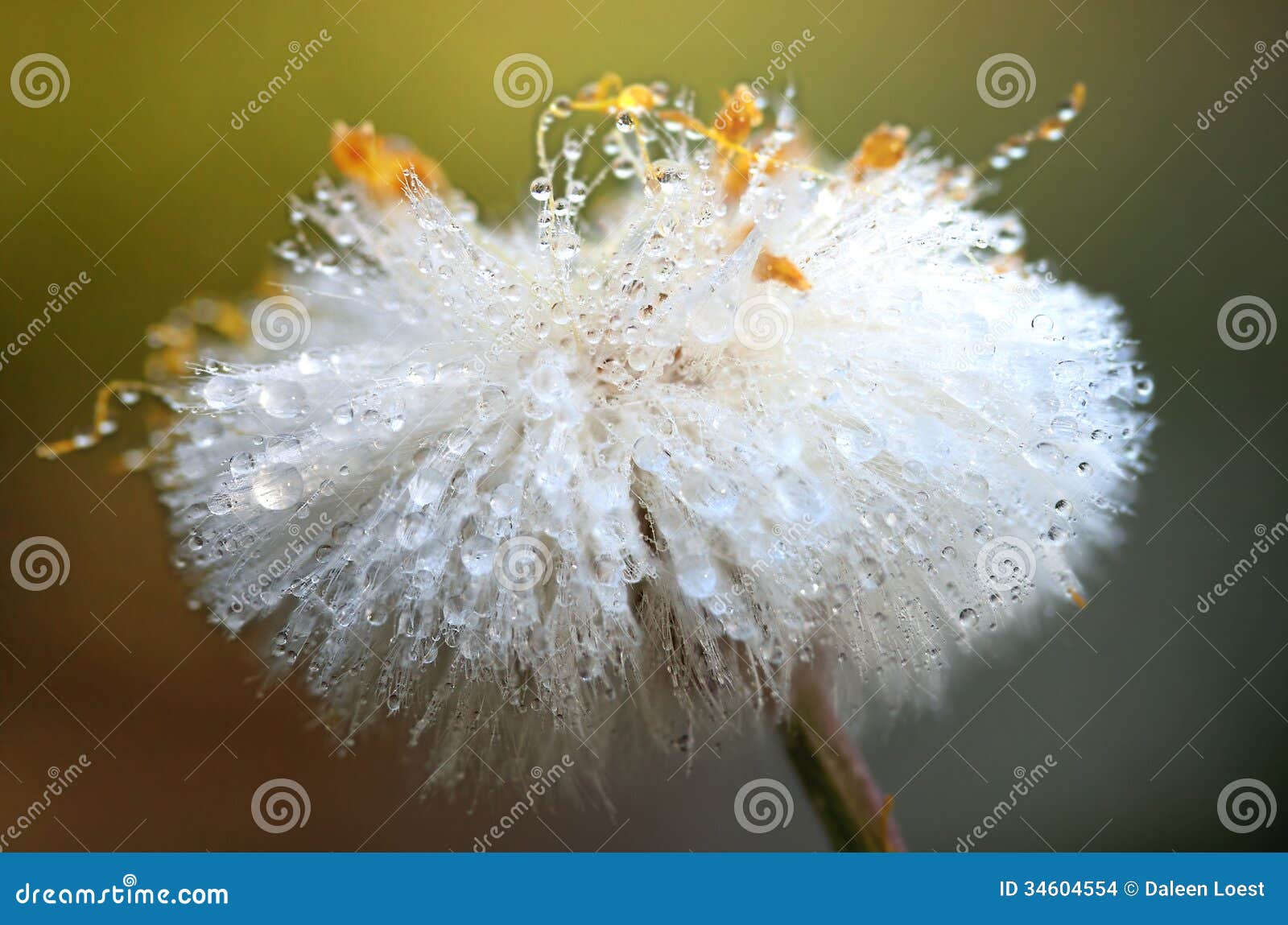 Dandelion water stock photo. Image of dandelion, nature - 34604554