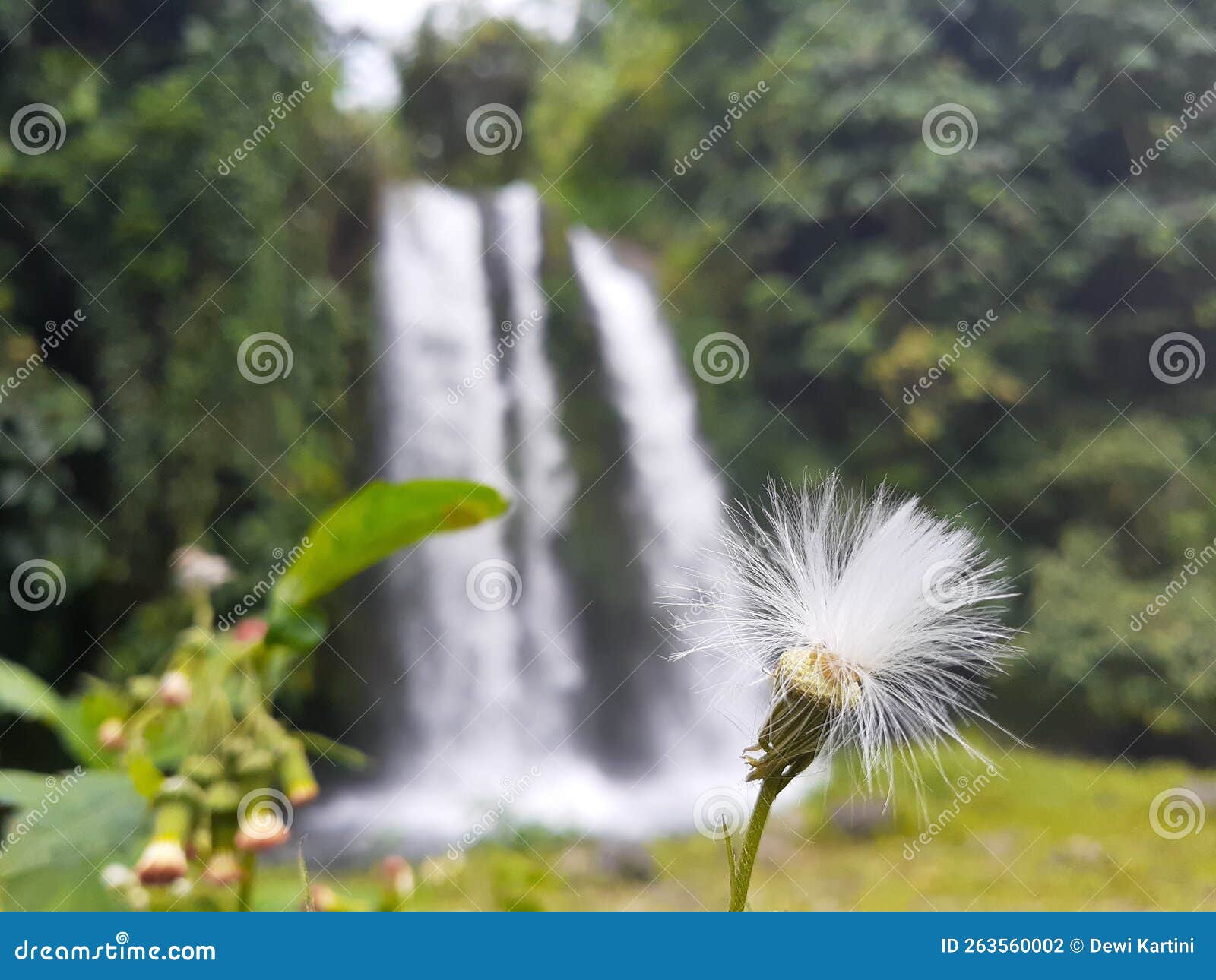 Dandelion Waterfall with the View Stock Photo - Image of forest ...