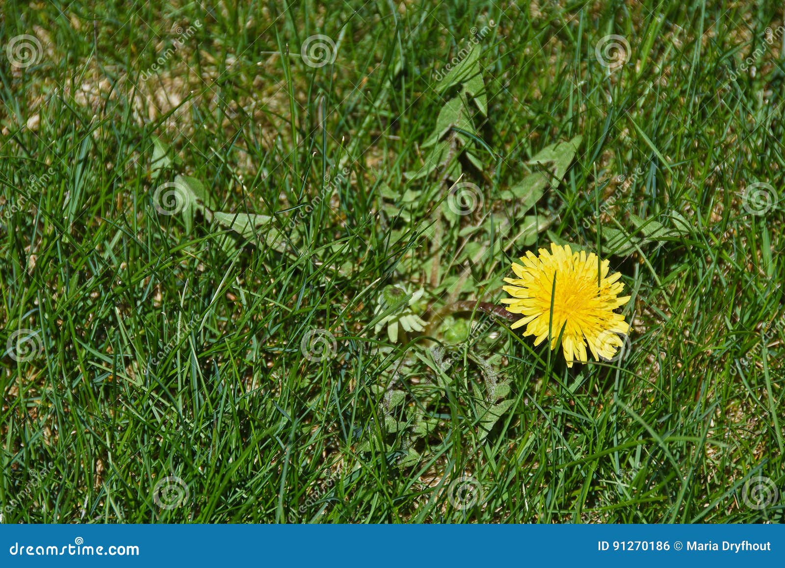 Dandelion weed in lawn stock photo. Image of lawn, weed - 91270186