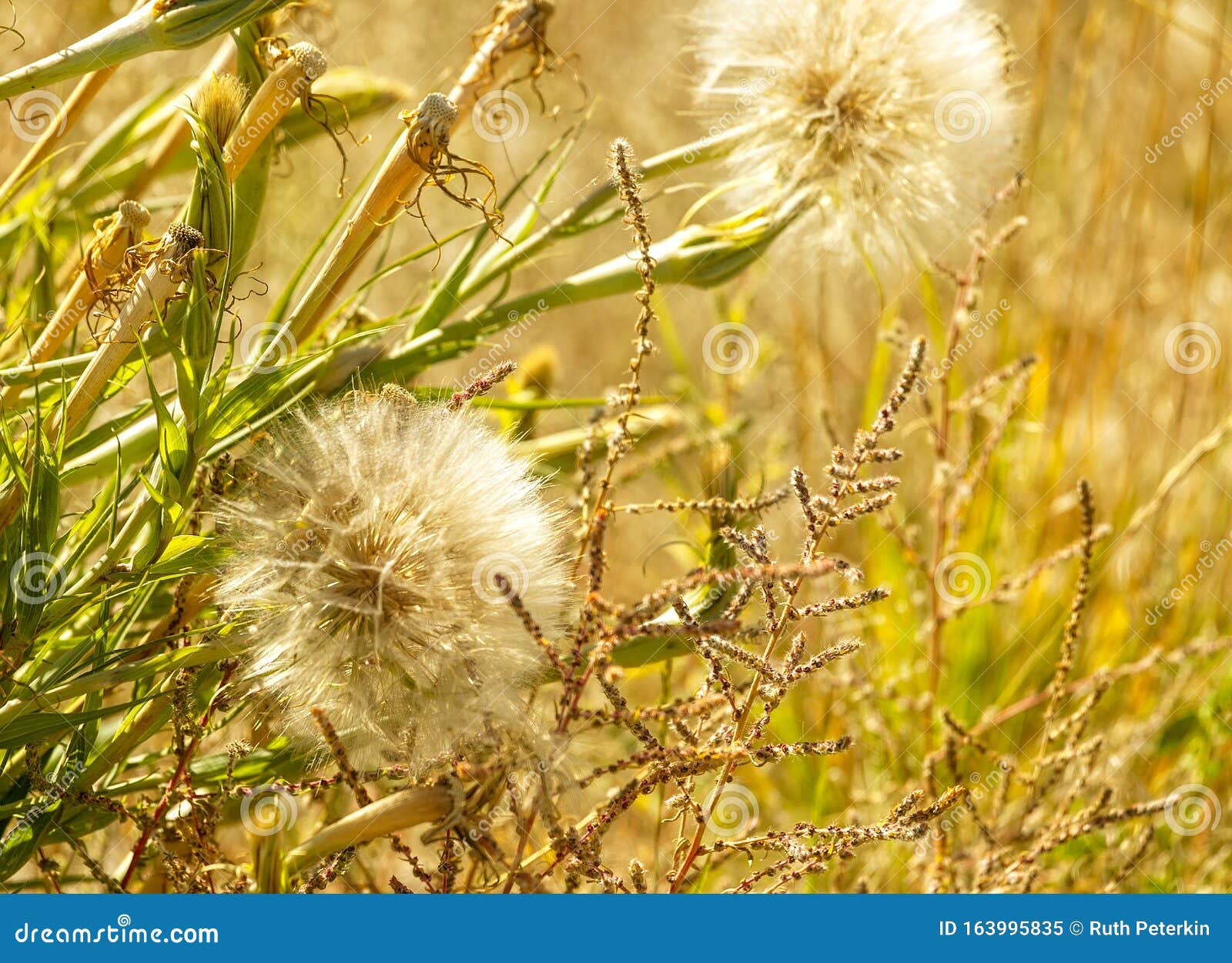 Dandelion Weed in a Meadow stock image. Image of meadow - 163995835