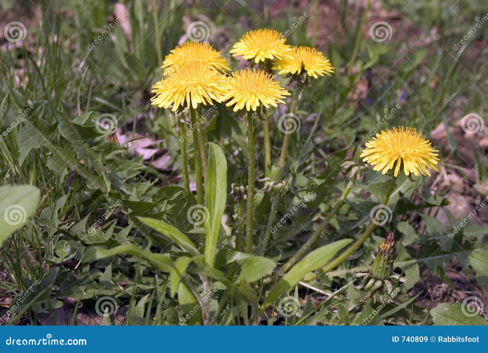 Dandelion Weeds stock image. Image of thrive, yellow, choke - 740809