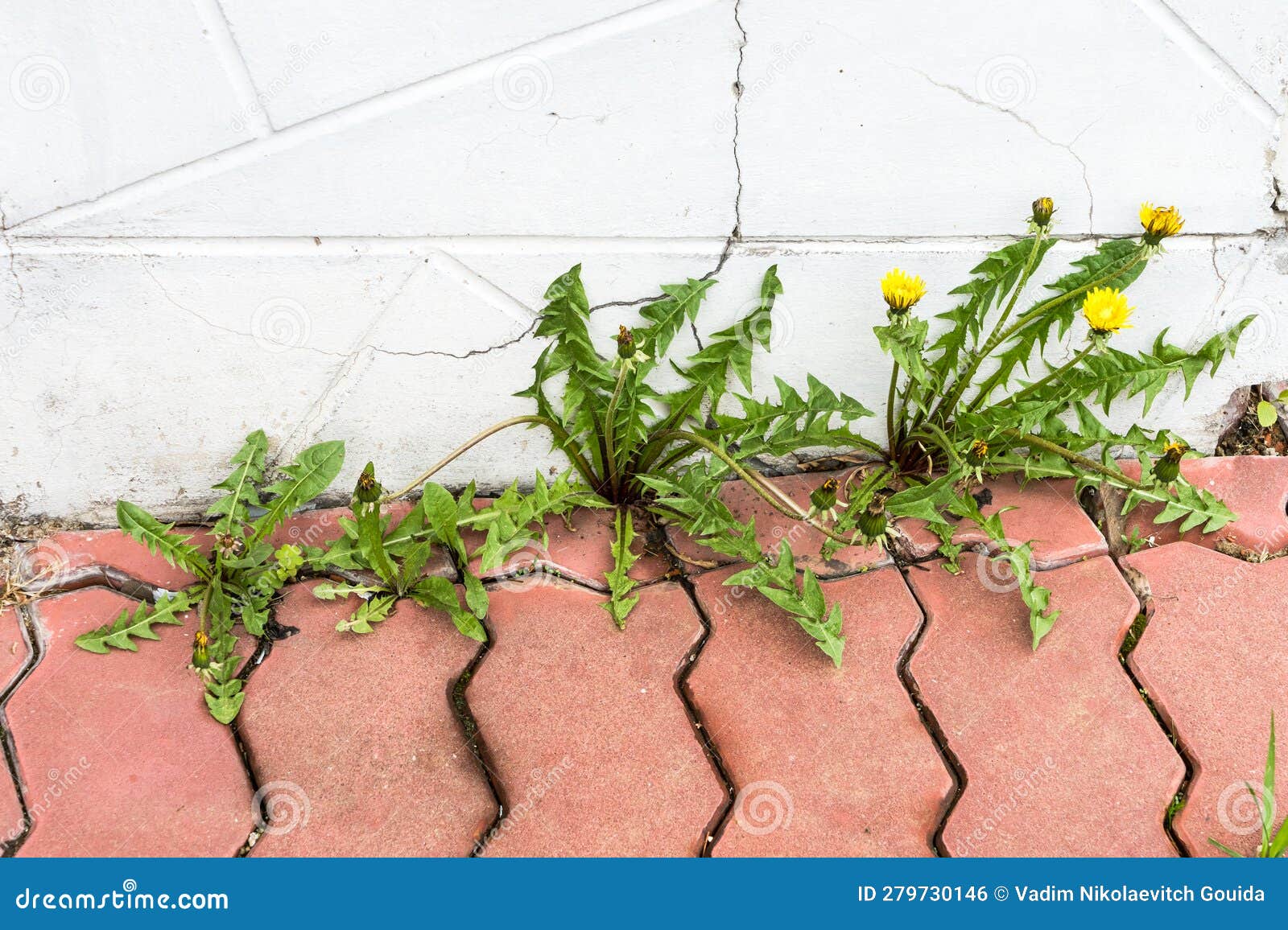Dandelion Weeds Sprout on Joints of Brick Paving and House Wall Stock ...