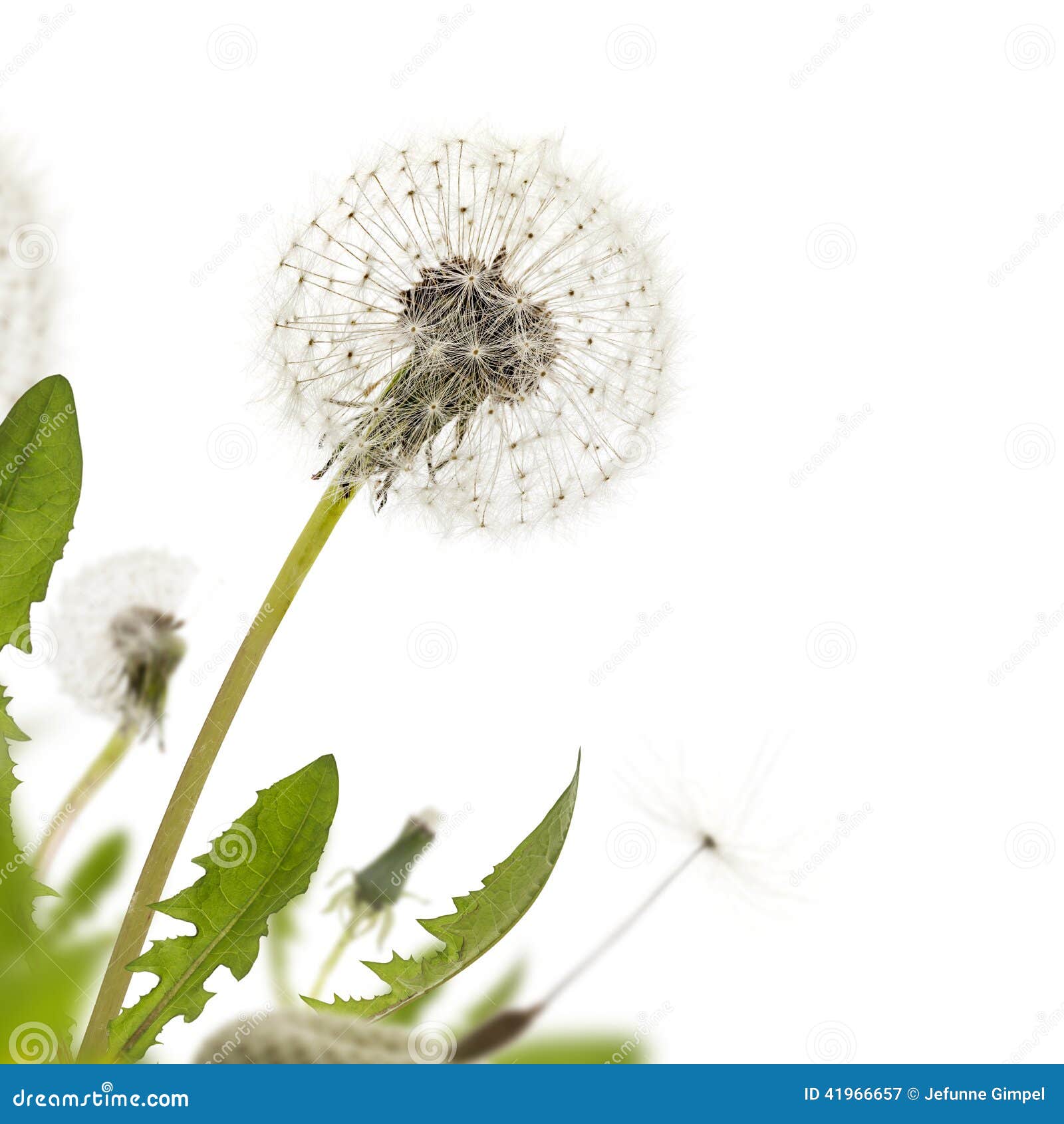Dandelion White Border stock image. Image of summer, pollination - 41966657
