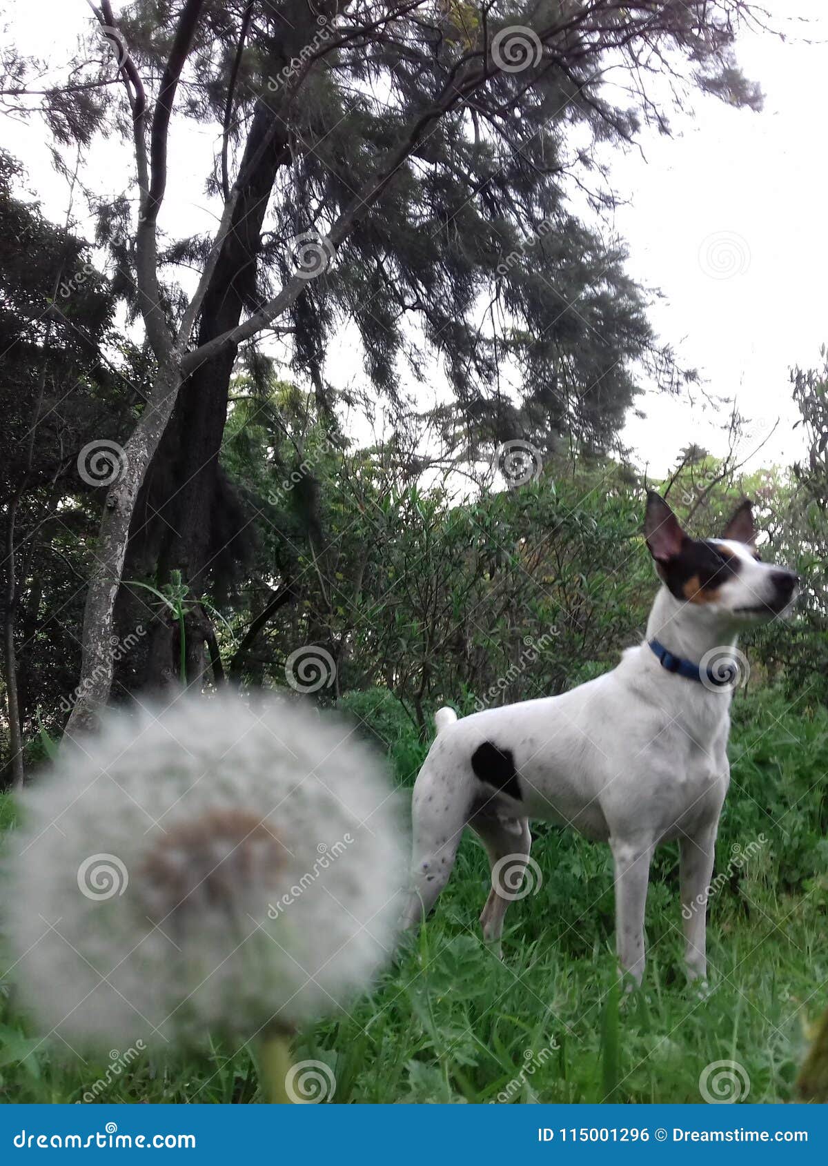 Dandelion white dog nature stock photo. Image of line - 115001296
