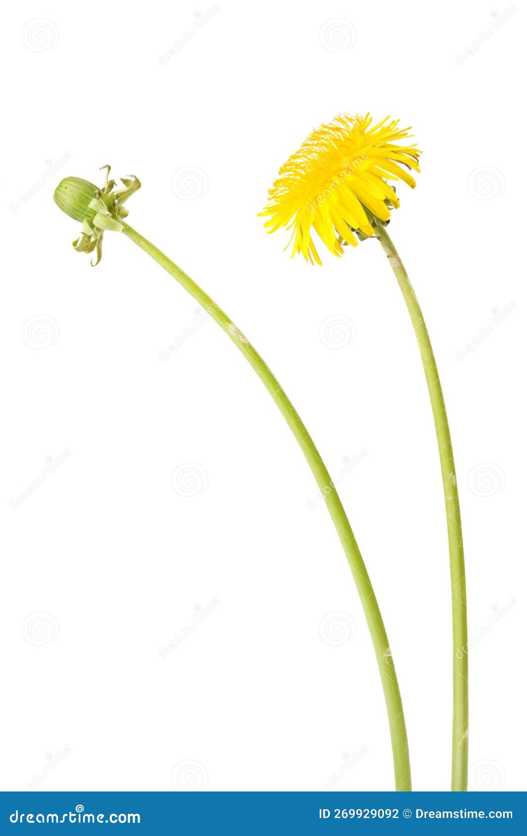 Dandelion Flower Head and Flower Bud Isolated on a White Background ...