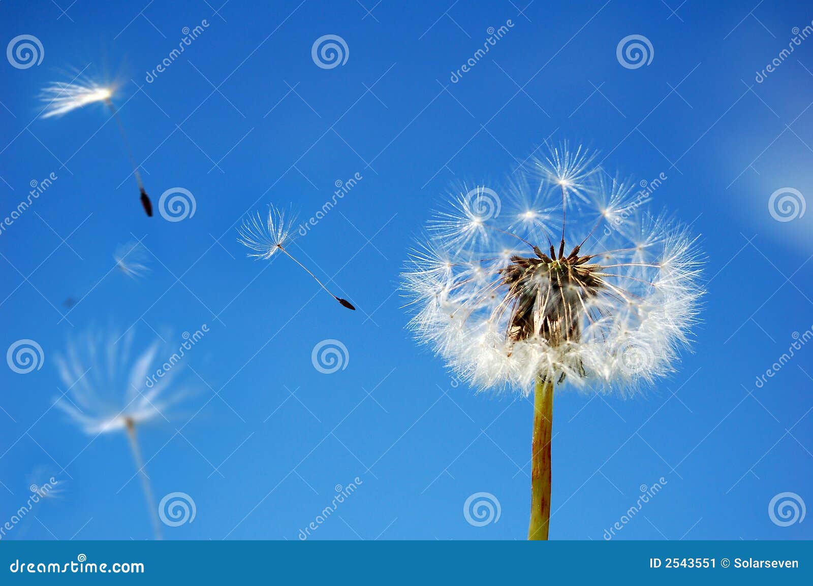 Dandelion in the Wind stock image. Image of design, botany - 2543551