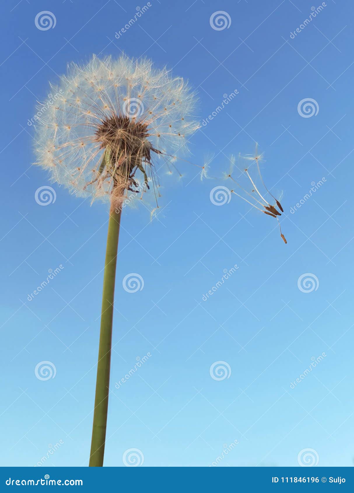 Dandelion Wind Polination stock photo. Image of pollination - 111846196