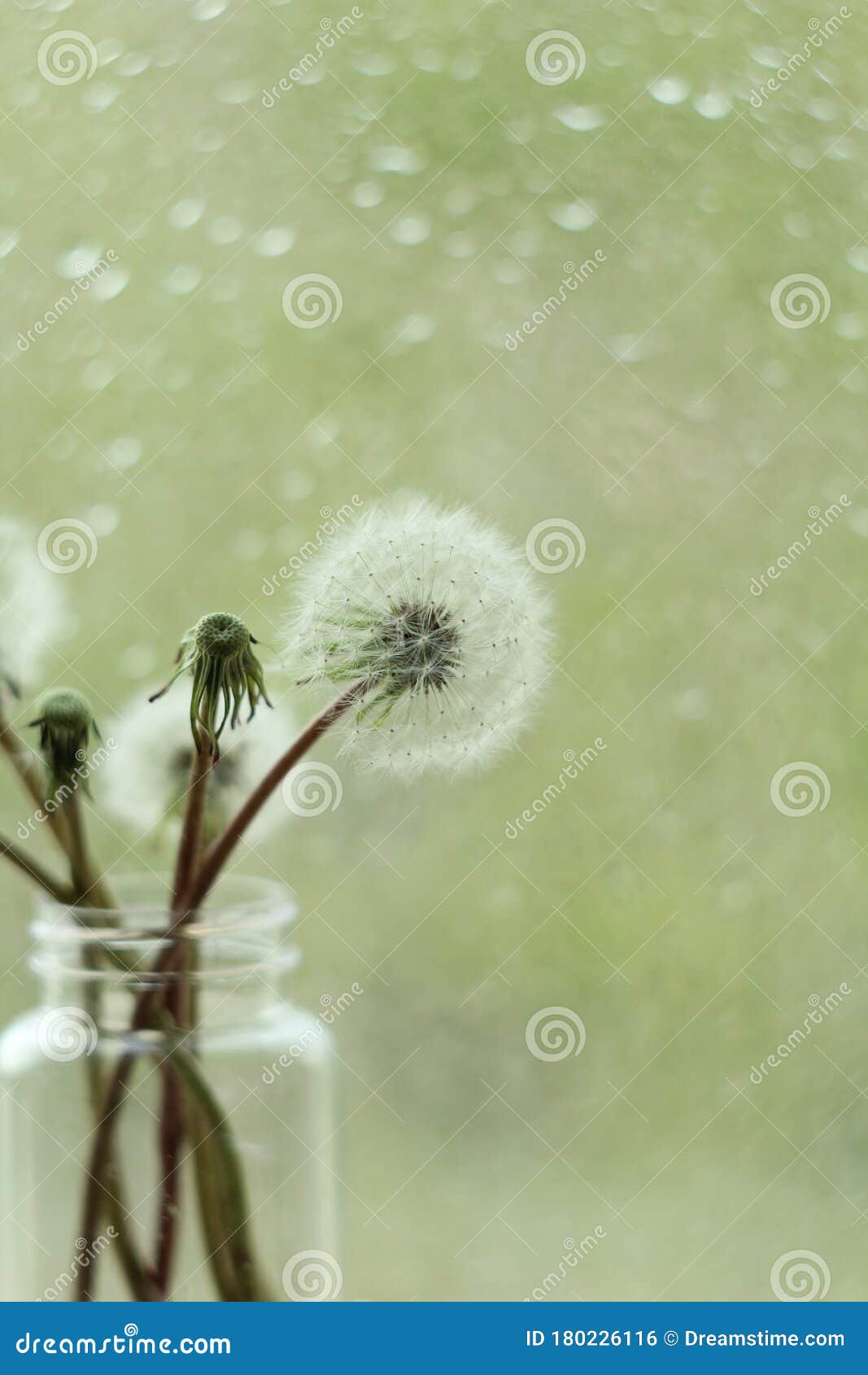 Dandelion by the window stock photo. Image of nspring - 180226116