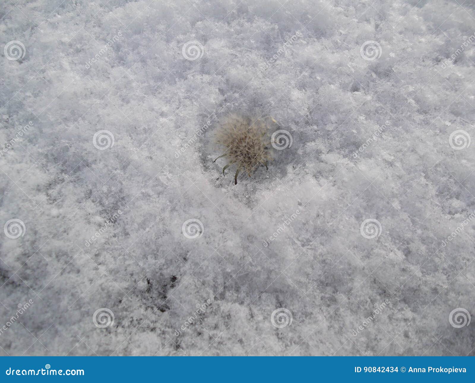 Dandelion in winter stock photo. Image of natural, season - 90842434