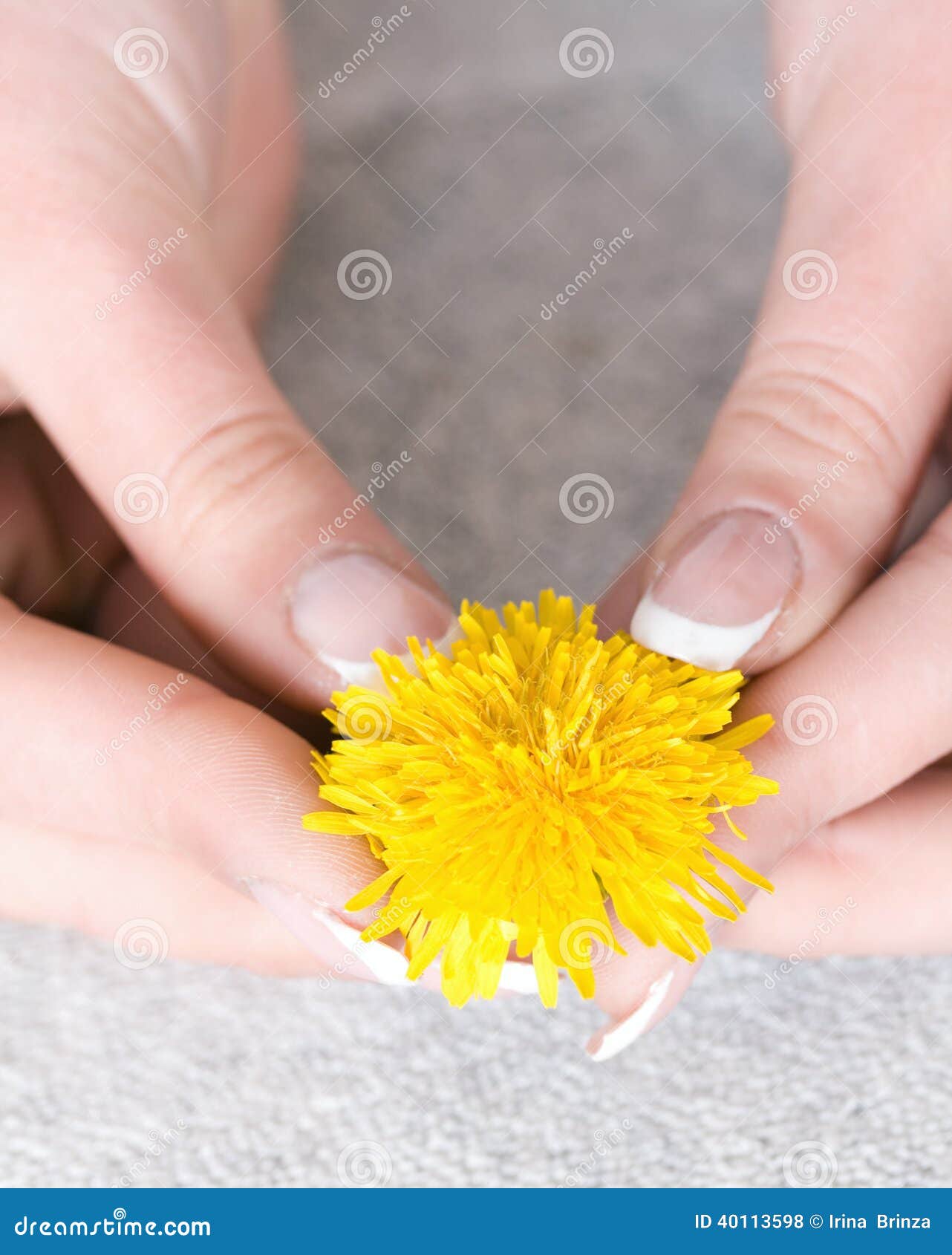Dandelion stock photo. Image of yellow, blooming, beauty - 40113598