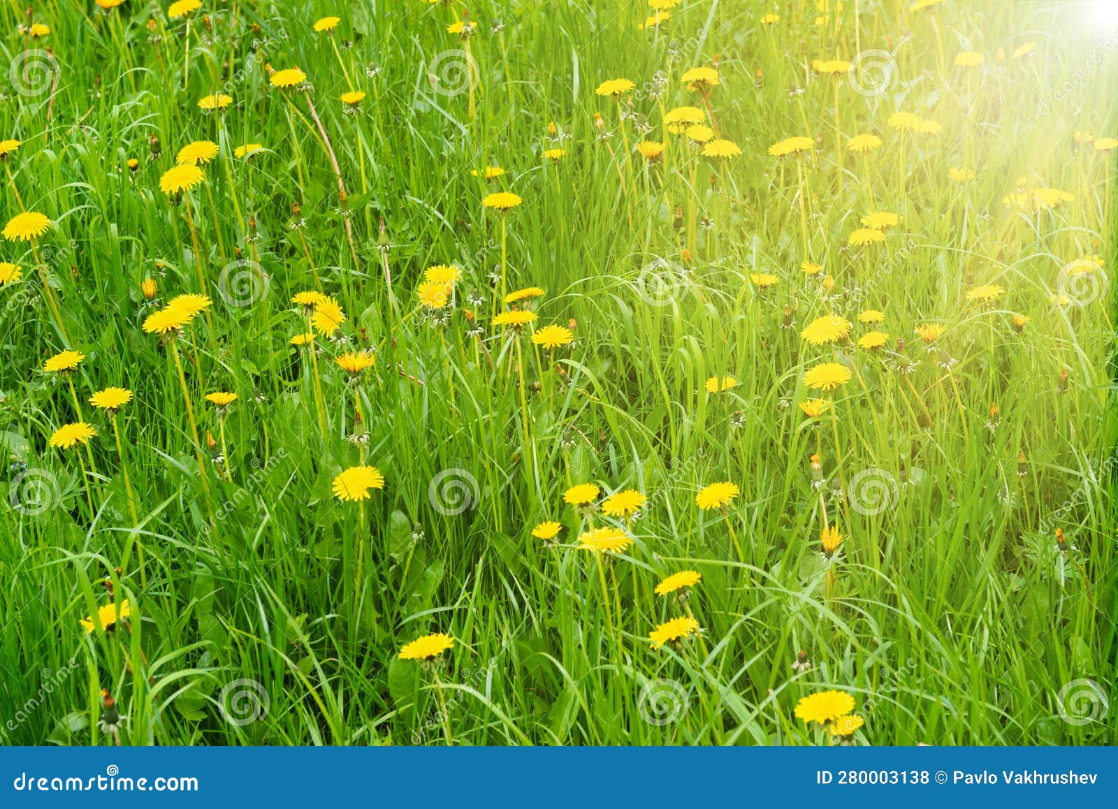 Dandelion Yellow Flowers Field Stock Photo - Image of background ...