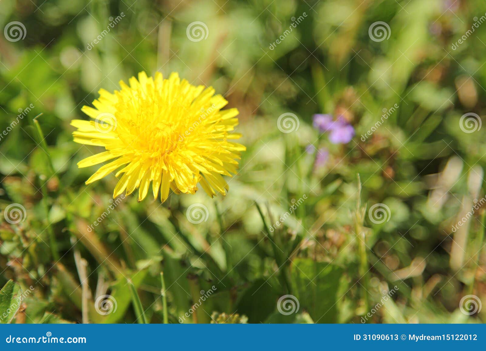 Dandelion yellow stock image. Image of ecological, life - 31090613