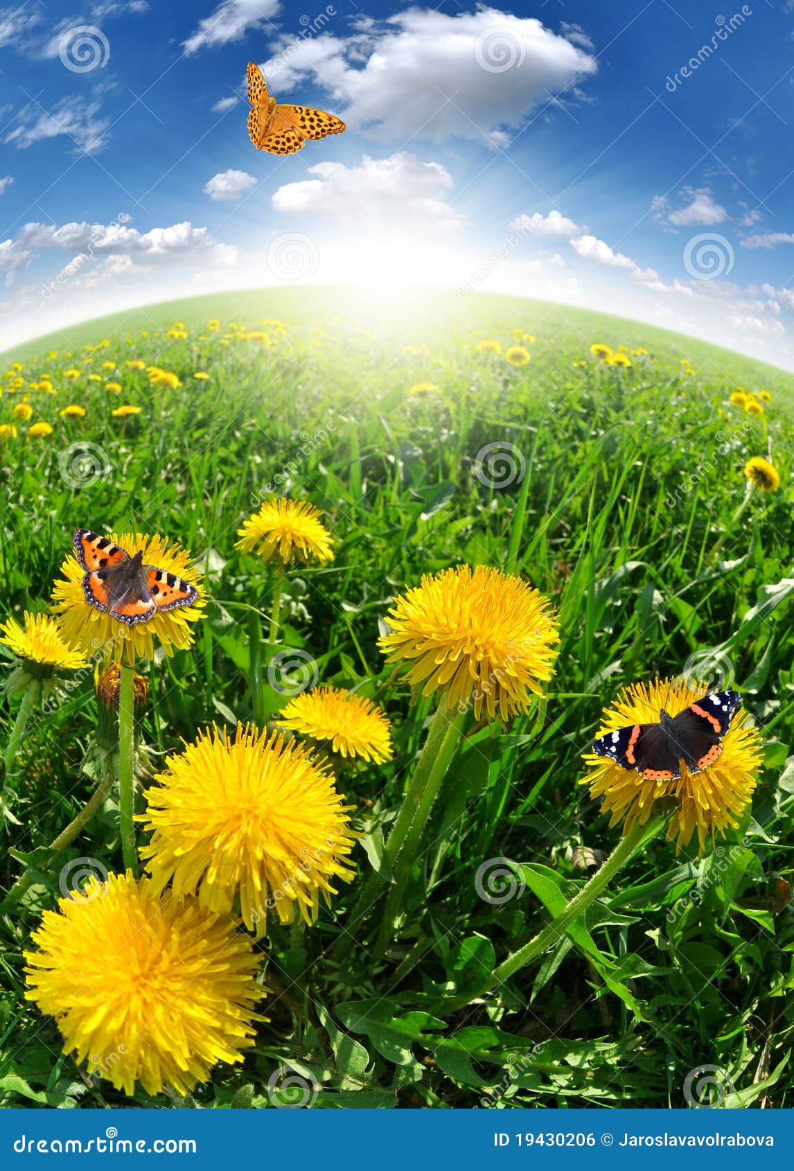 Dandelions stock photo. Image of keywords, green, animal - 19430206