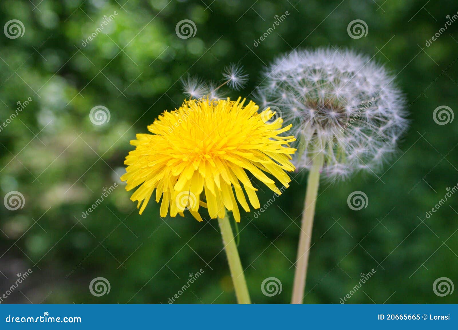 Dandelions stock image. Image of dandelion, spring, yellow - 20665665