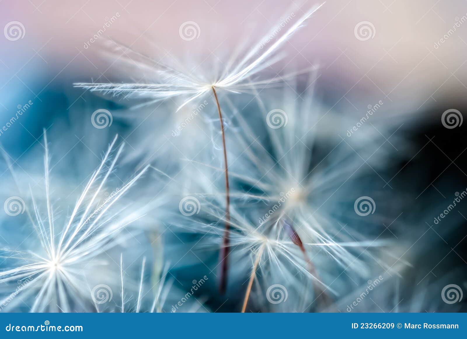 Dandelions stock image. Image of nature, stem, macro - 23266209
