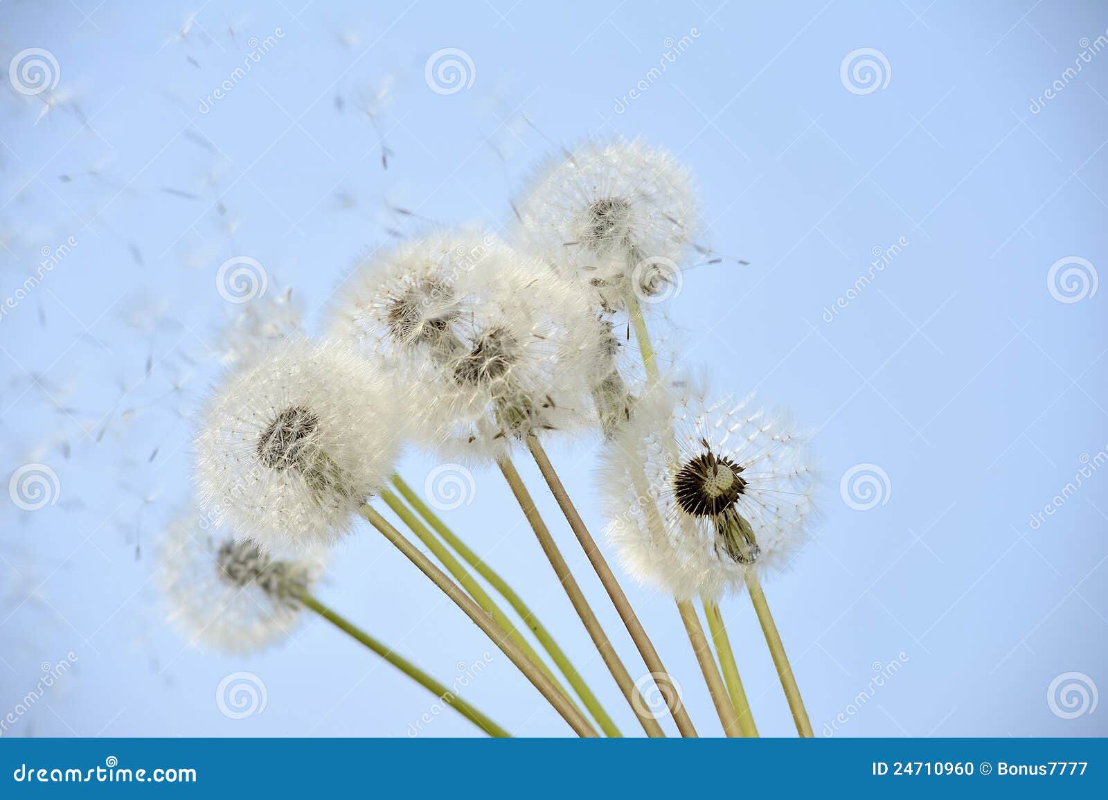 Dandelions stock photo. Image of flora, ball, easy, dandelion - 24710960