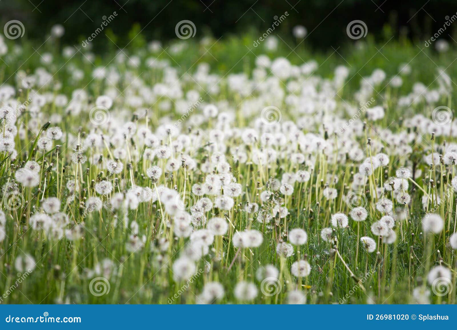 The dandelions stock photo. Image of dandelion, meadow - 26981020