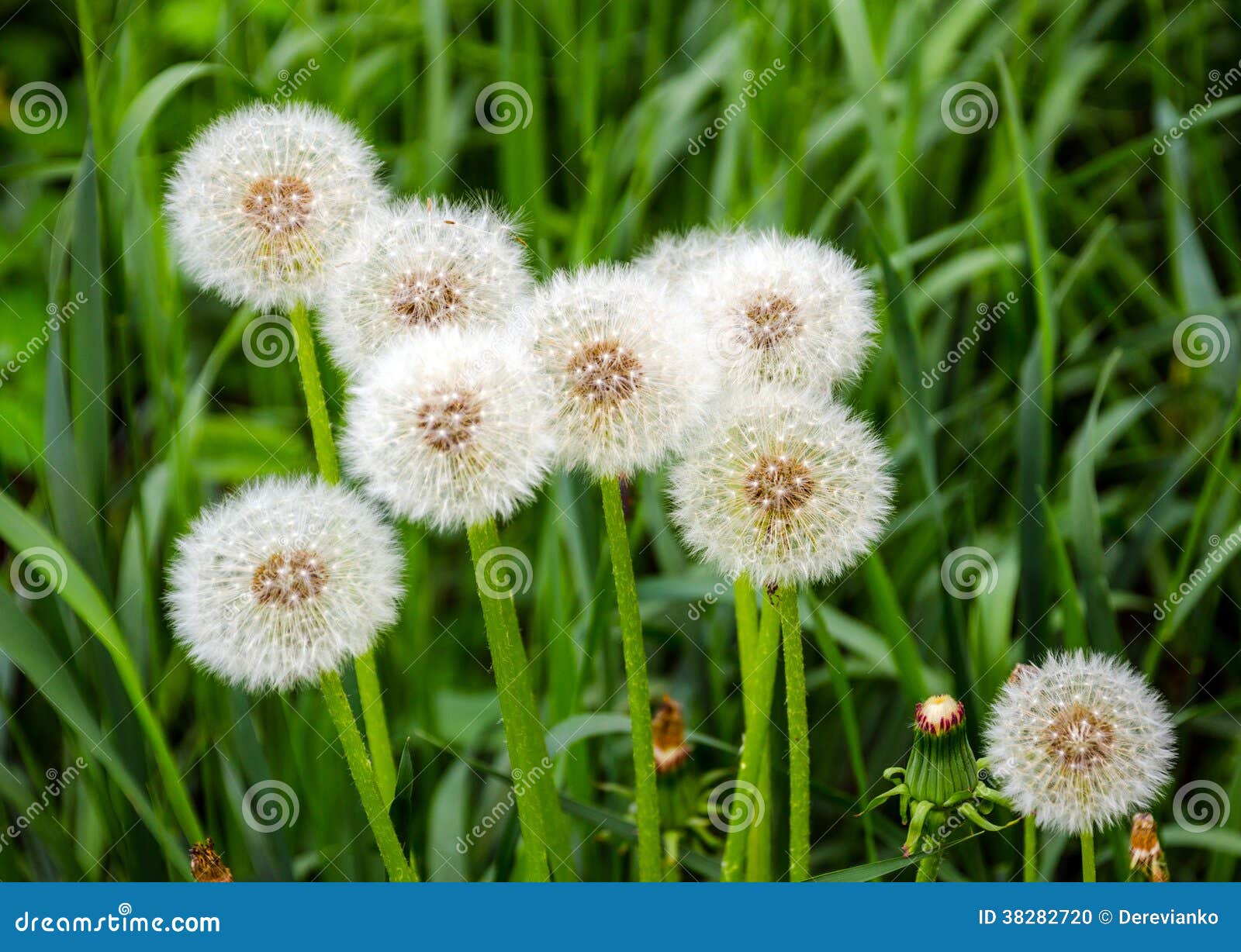 Dandelions stock photo. Image of soft, fresh, dandelion - 38282720