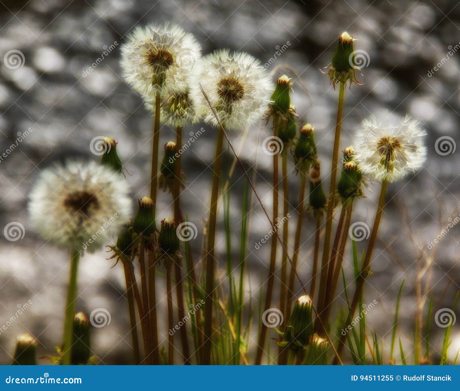 Dandelions stock image. Image of closeup, beauty, seed - 94511255