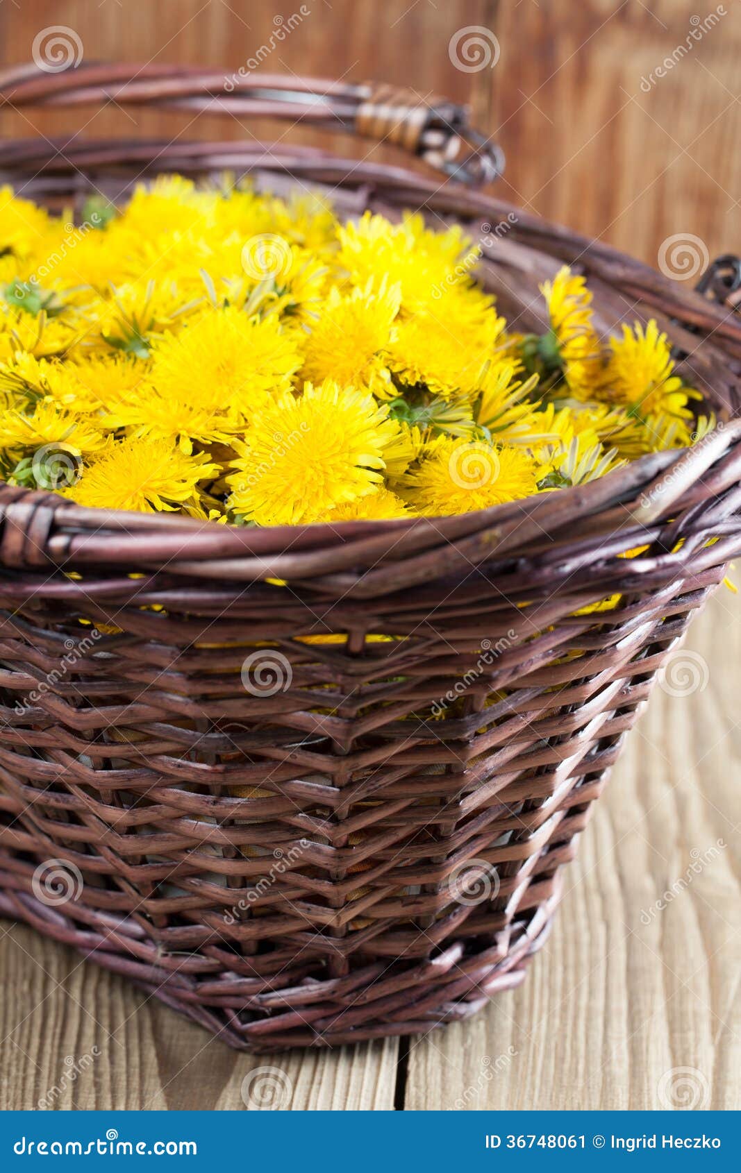 Dandelions in a basket stock image. Image of herbal, flower - 36748061