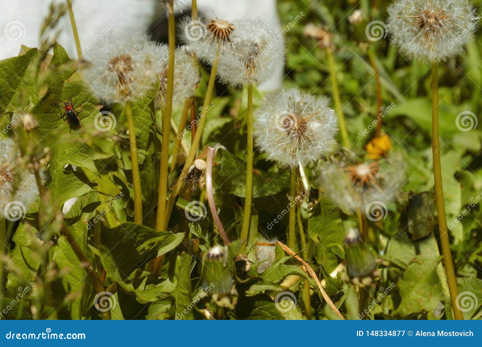 Summer Dandelions in the Green Grass in the Sun Stock Image - Image of ...