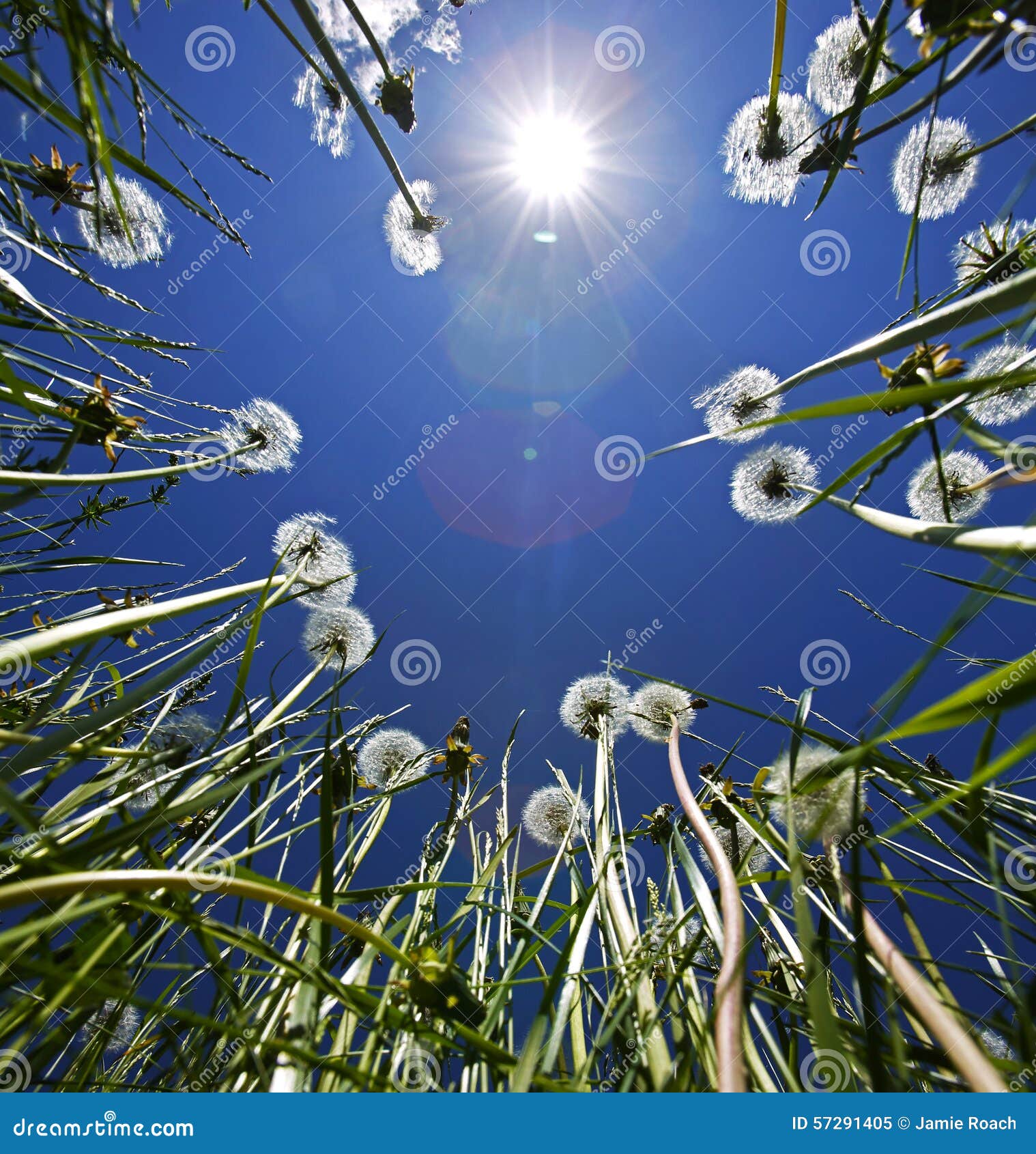 Dandelions Blue Sky Sun Flare Stock Image - Image of environment ...
