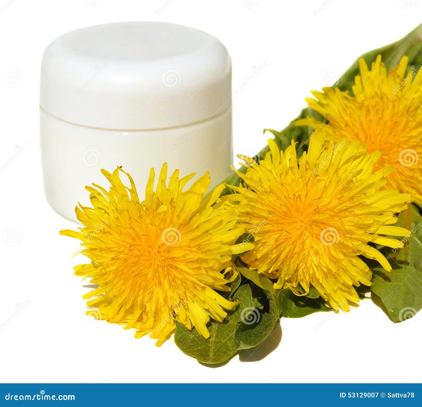 Dandelions stock image. Image of treatment, summer, cure - 53129007