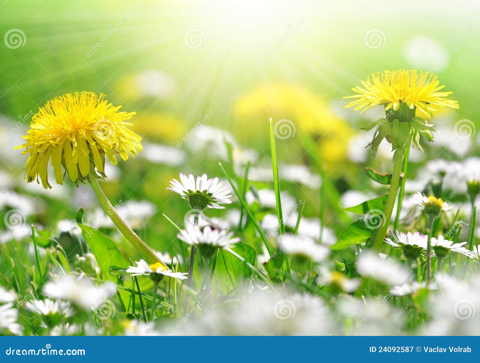 Dandelions and daisy stock image. Image of flower, land - 24092587