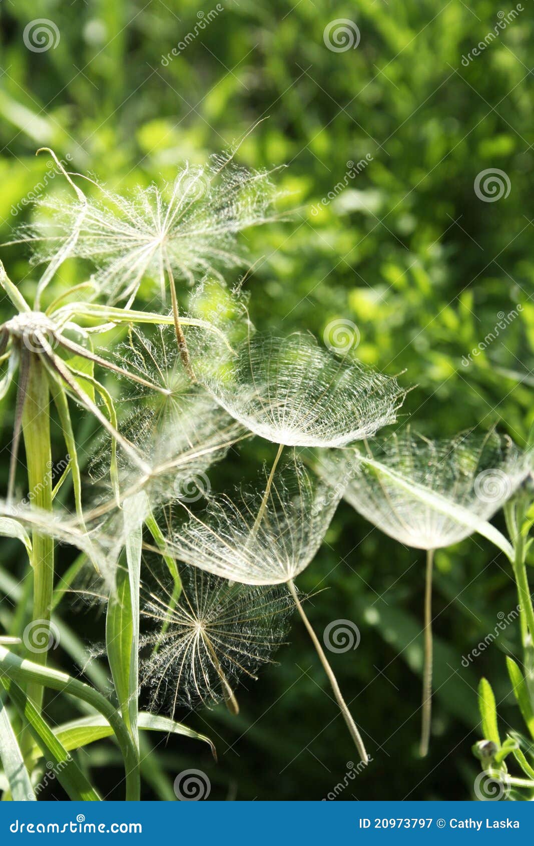 Dandelions in fall stock image. Image of flower, nature - 20973797