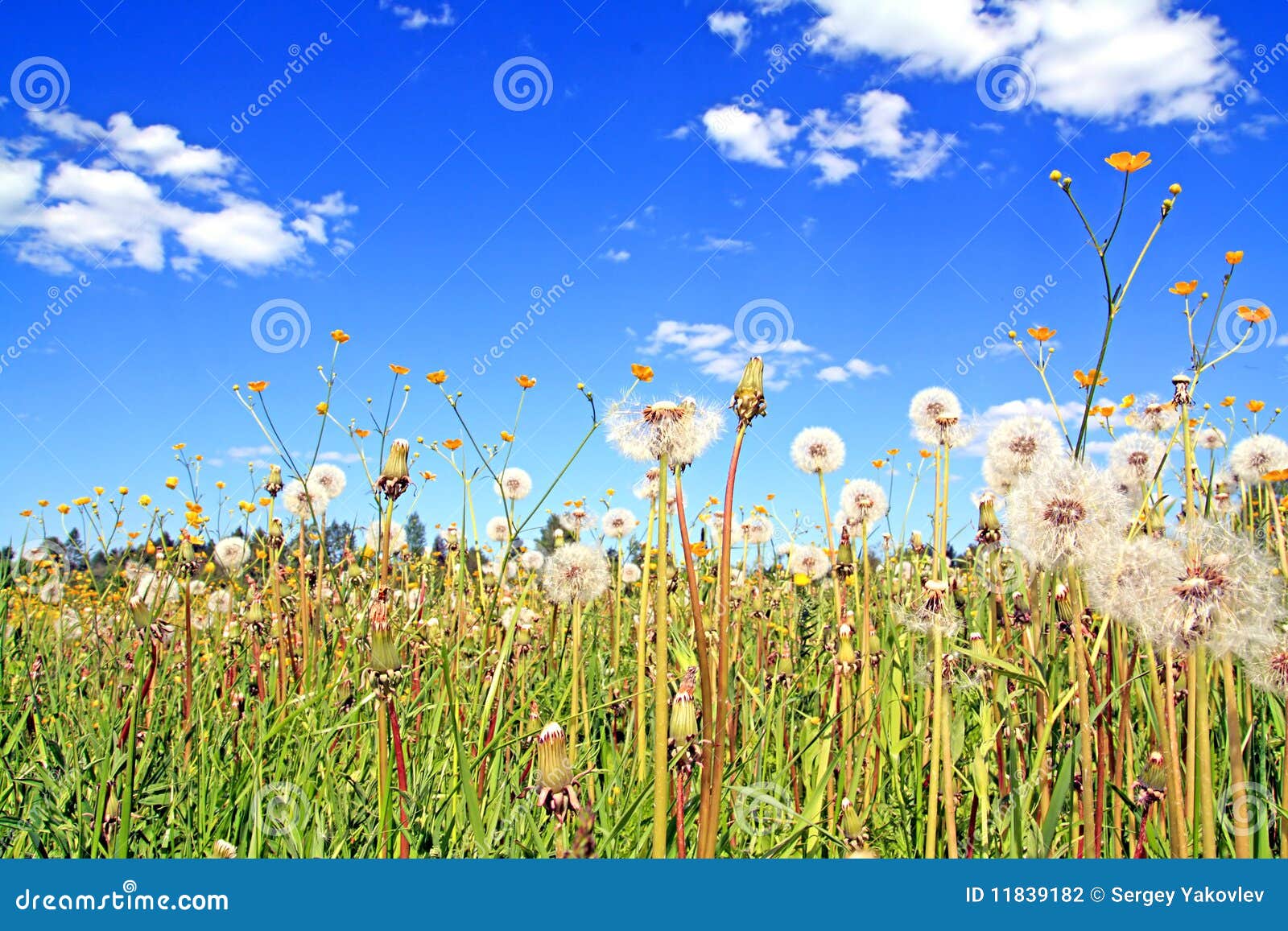 Dandelions on field stock photo. Image of fragility, dandelion - 11839182