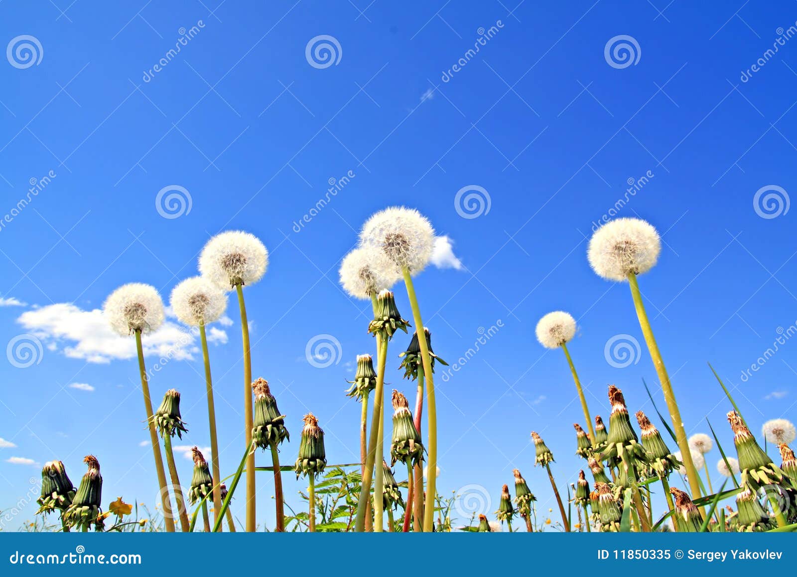 Dandelions on field stock image. Image of botany, life - 11850335