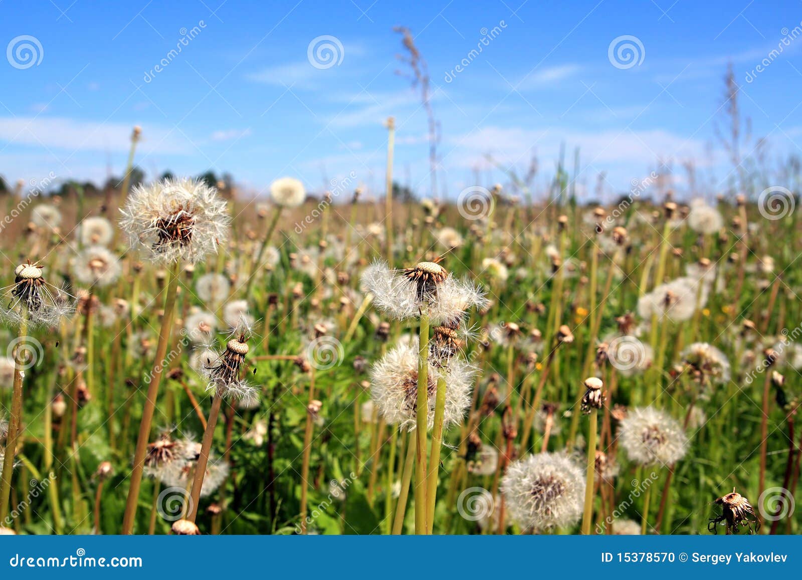 Dandelions on field stock photo. Image of biology, green - 15378570