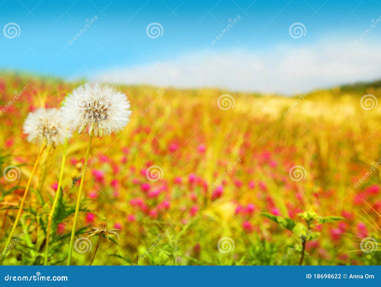Dandelions field stock photo. Image of meadow, agriculture - 18698622