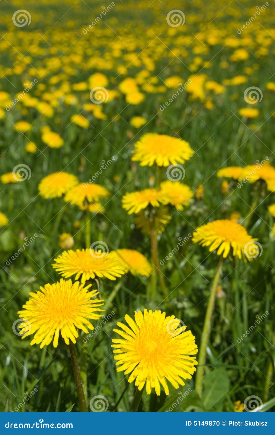 Dandelions field. stock photo. Image of yellow, outdoor - 5149870
