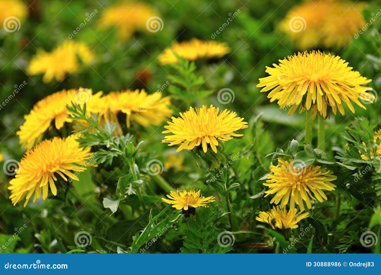 Dandelions stock photo. Image of idyllic, light, morning - 30888986