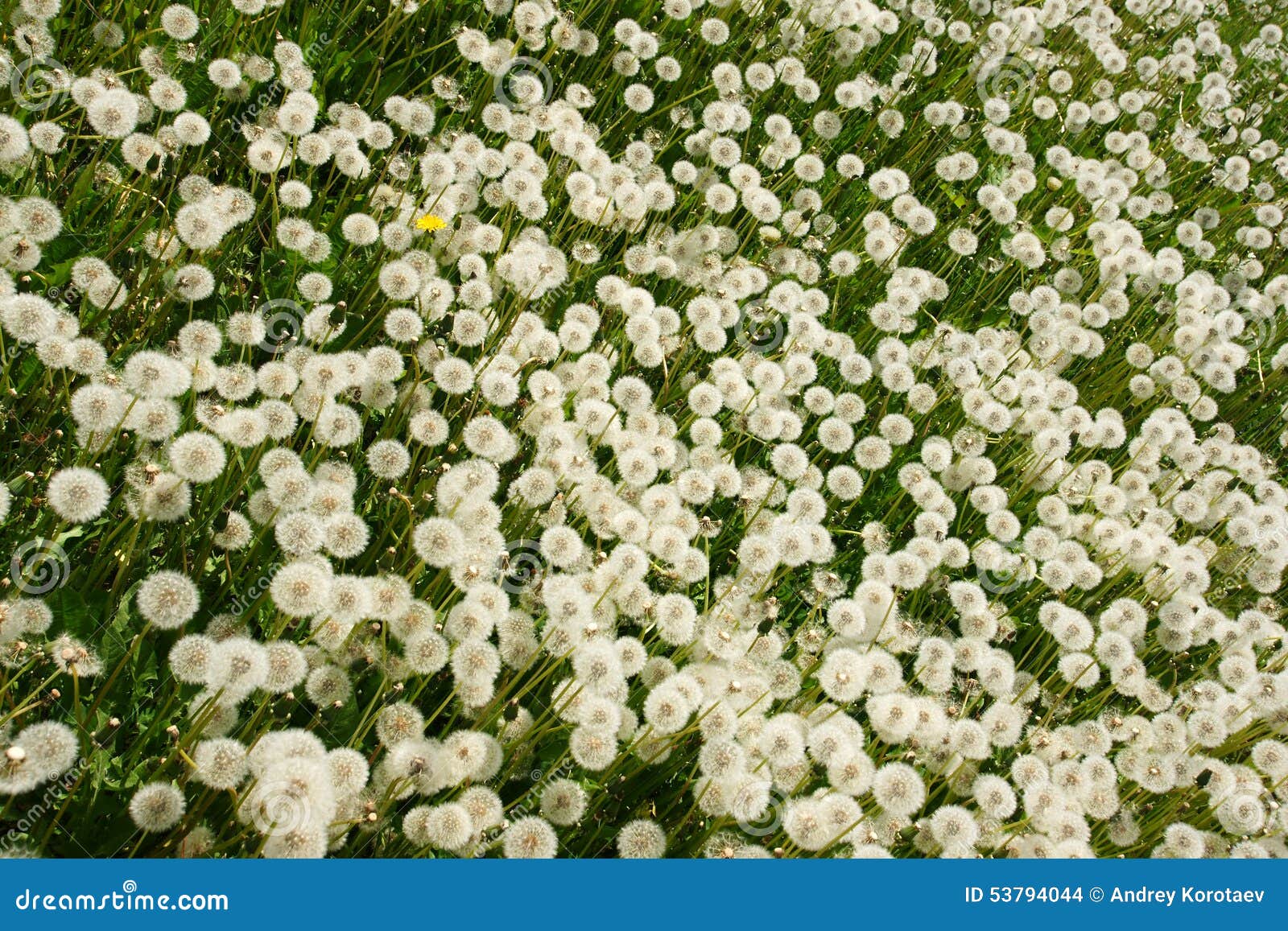 Dandelions stock photo. Image of green, land, colors - 53794044