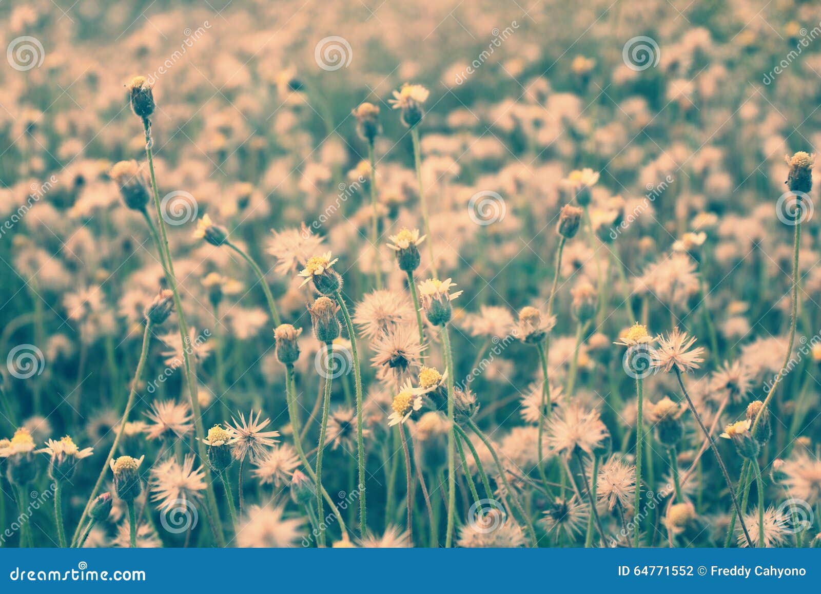 Dandelions Field in Pastel Color Stock Photo - Image of meadow, garden ...