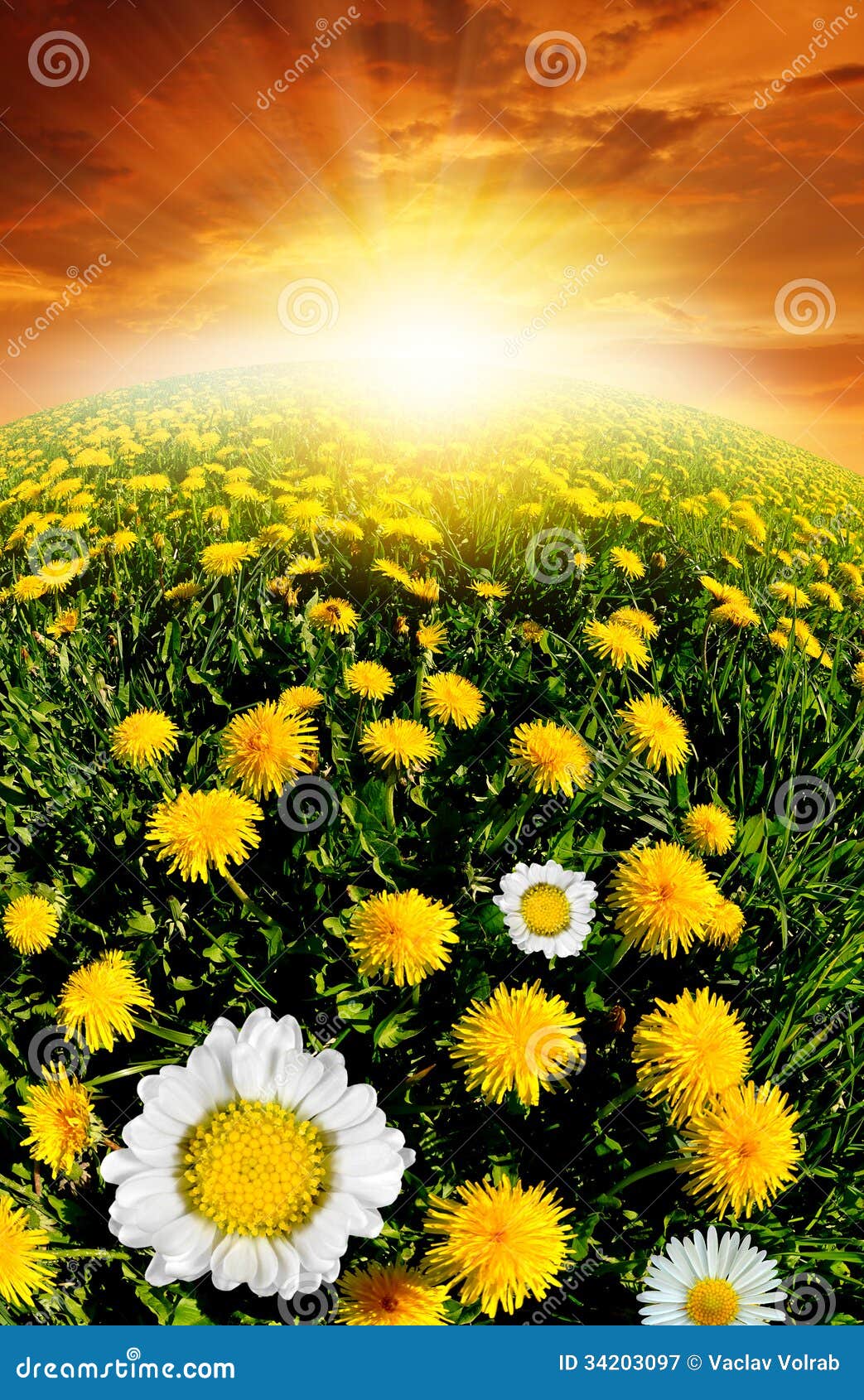 Dandelions field stock image. Image of environment, foliage - 34203097
