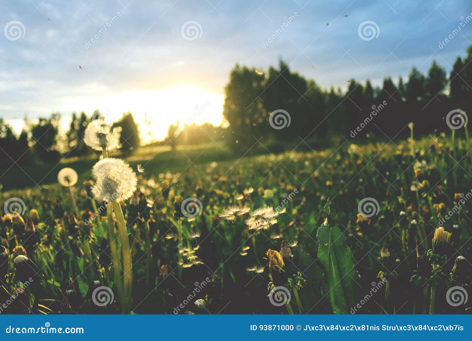 Dandelions Flield with Flying Fluff Stock Photo - Image of fresh ...