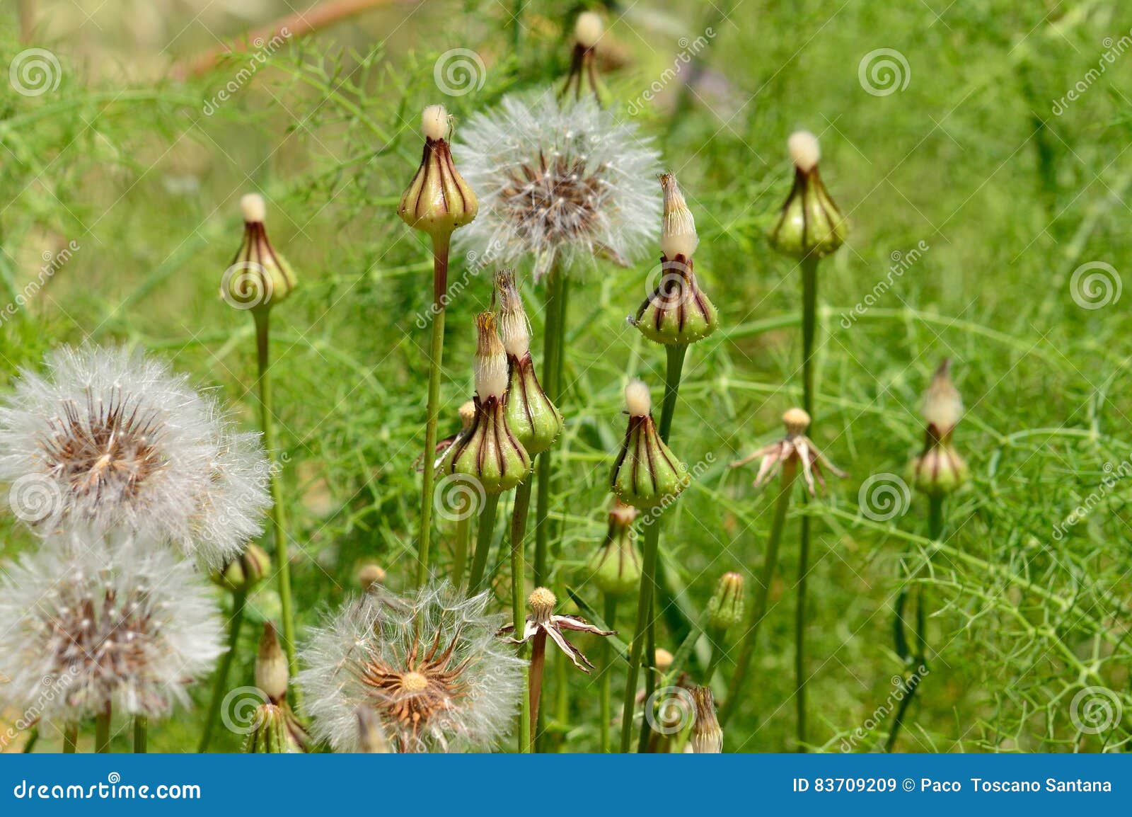 Dandelions stock image. Image of grassland, ecosystem - 83709209